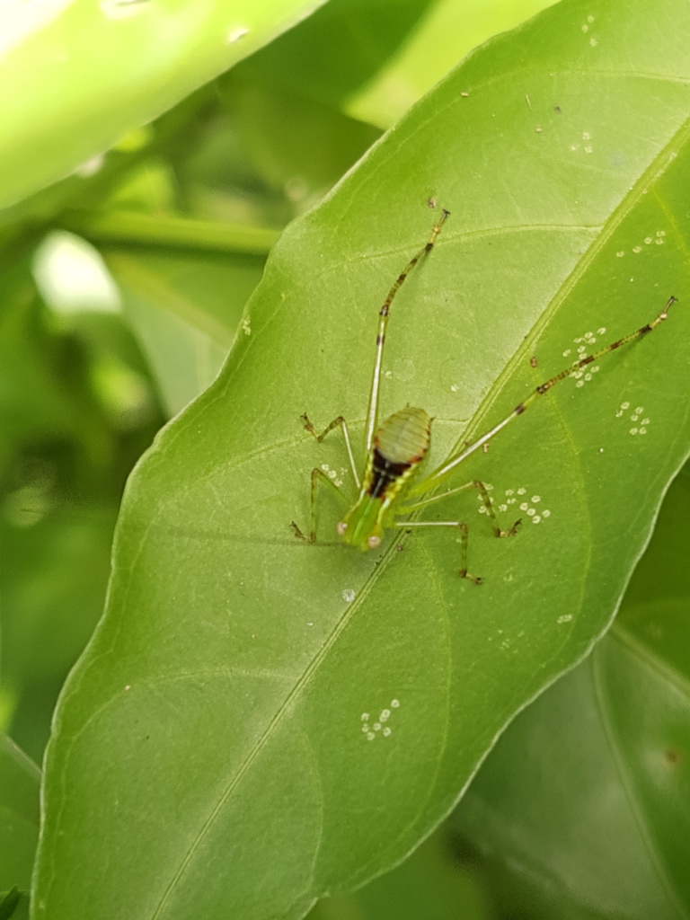Leaf Katydids from Pato Branco, Paraná, Brazil on December 02, 2021 at ...