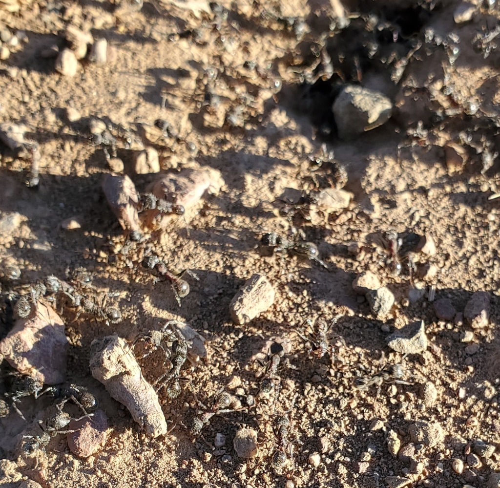 Andre's Harvester Ant from Mt Hamilton, CA 95140, USA on November 28 ...