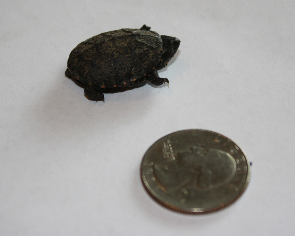Mississippi Mud Turtle from 35430 Stenzel Rd, Pattison, TX, US on April ...