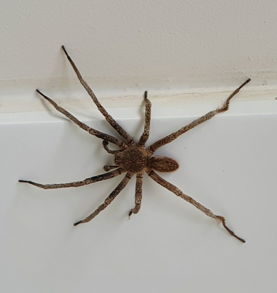 Tropical Wandering Spiders from Ariribá, Balneário Camboriú - SC ...