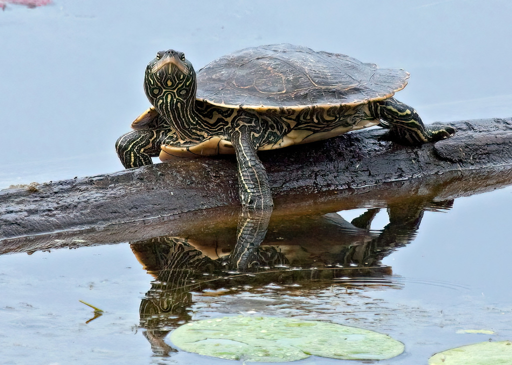 Northern Map Turtle in May 2011 by suemilks · iNaturalist