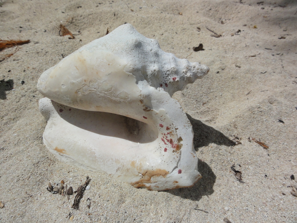 Queen Conch from Kuna Yala, Kuna Yala, Panama on July 03, 2011 at 05:40 ...