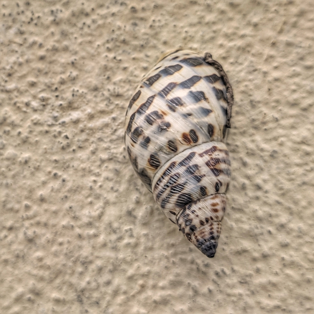 Drymaeus poecilus from Salta on January 10, 2021 at 11:18 AM by Adrián Leopoldo · iNaturalist
