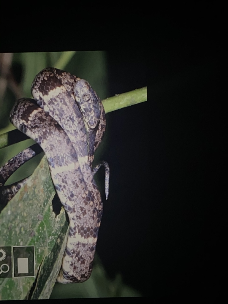 Cloudy Snail-eating Snake from Manizales, Caldas, CO on December 7 ...