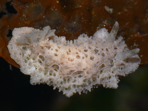 Doris tanya · iNaturalist