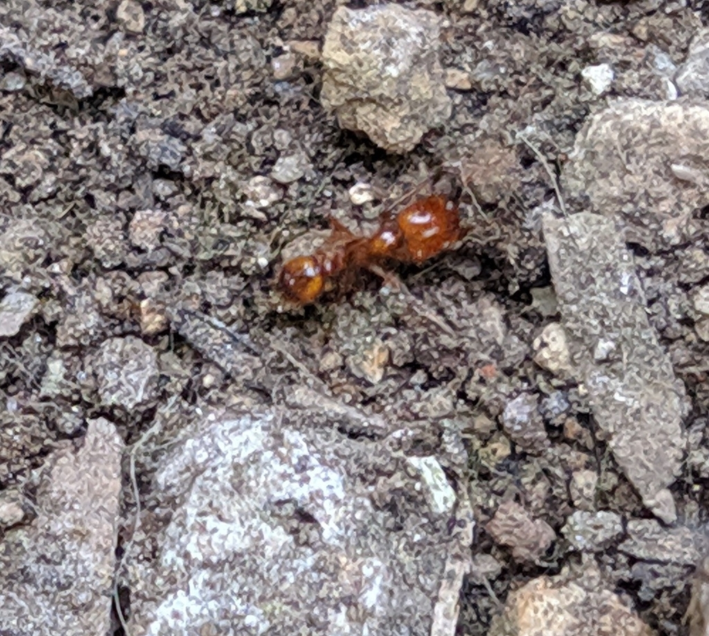 Tropical Fire Ant from CFMQ+Q86, Mariveles, Bataan, Philippines on ...