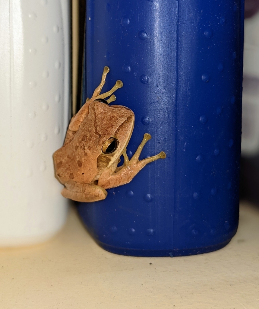 Chunam Tree Frog in December 2021 by Shreyas Punacha · iNaturalist