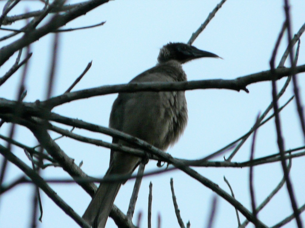 Silver-crowned Friarbird from Port Douglas QLD 4877, Australia on May ...