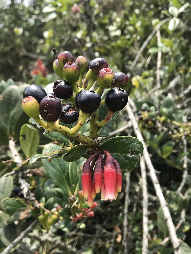 Uva camarona (Plantas útiles del bosque alto andino Colombiano (Vereda ...