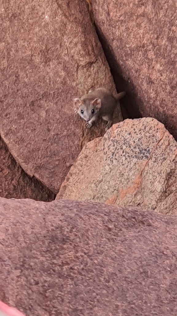 Fat-tailed False Antechinus from Tom Price WA 6751, Australia on ...
