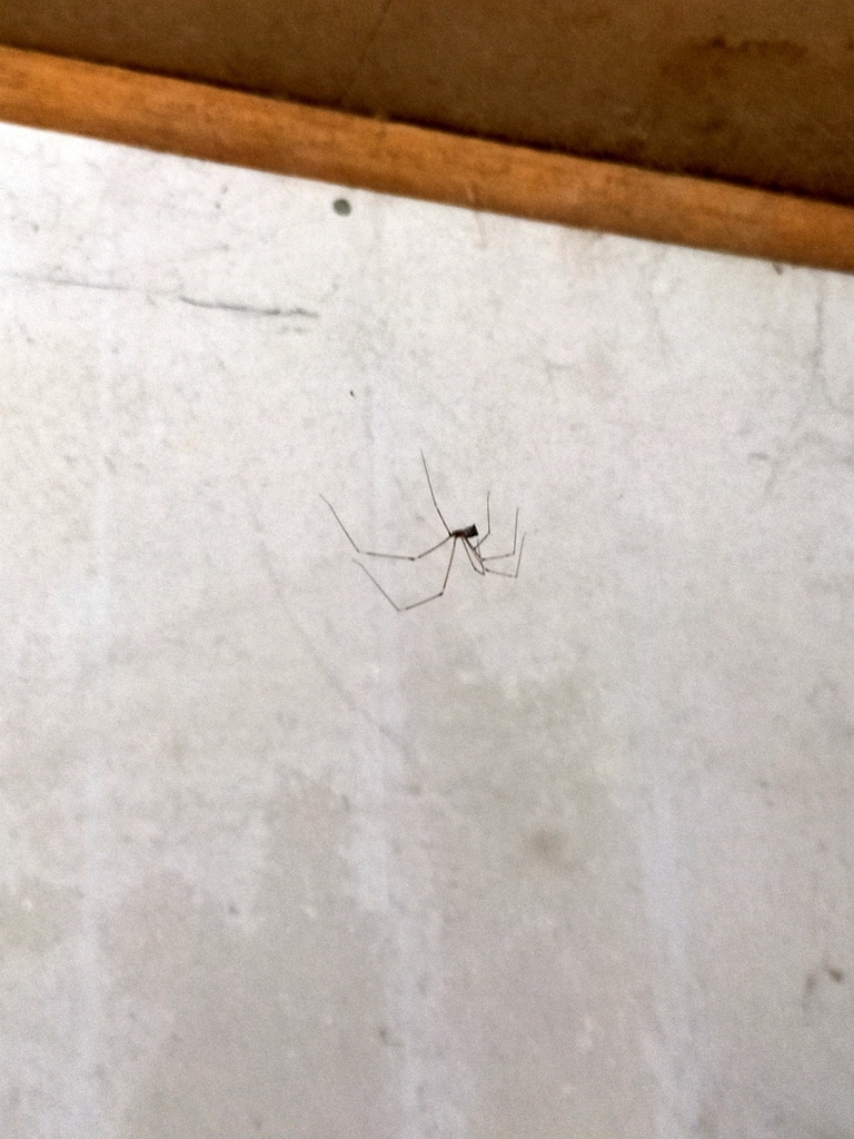 Tailed Cellar Spider from Cagayan de Oro on December 9, 2021 at 01:28 ...