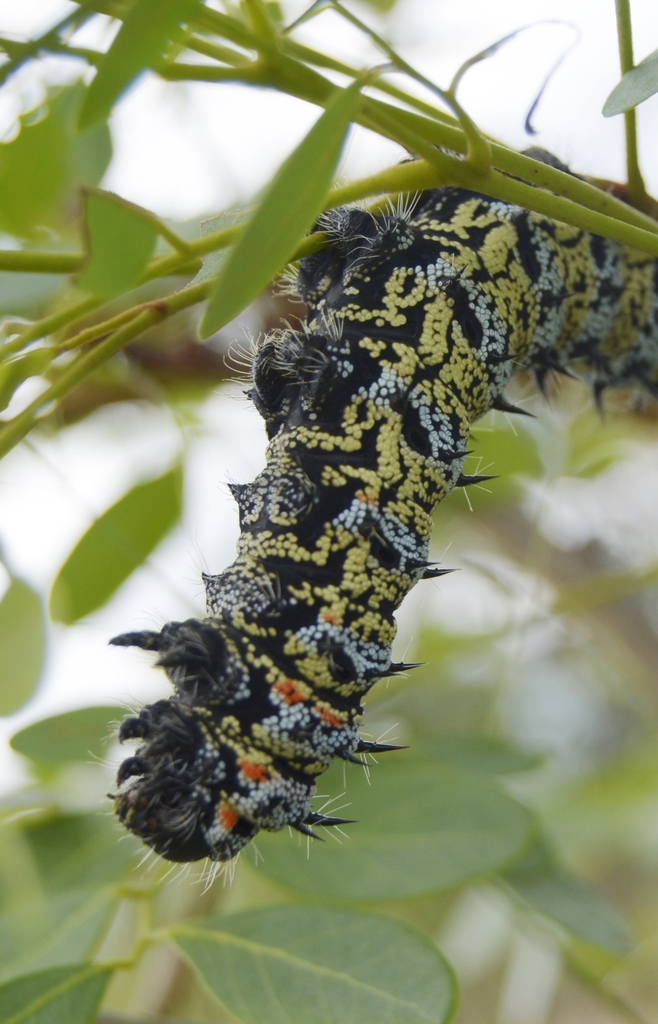 Mopane Worm from Madibeng, South Africa on December 5, 2021 at 03:18 PM ...