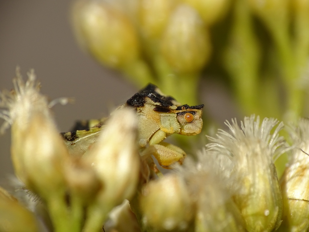 Phymata chilensis chilensis from Cordillera, Región Metropolitana de ...