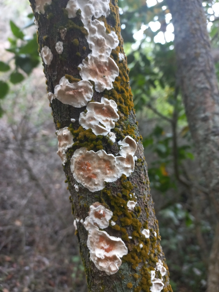 Stereum rameale from Cartagena, Valparaíso, Chile on December 09, 2021 ...