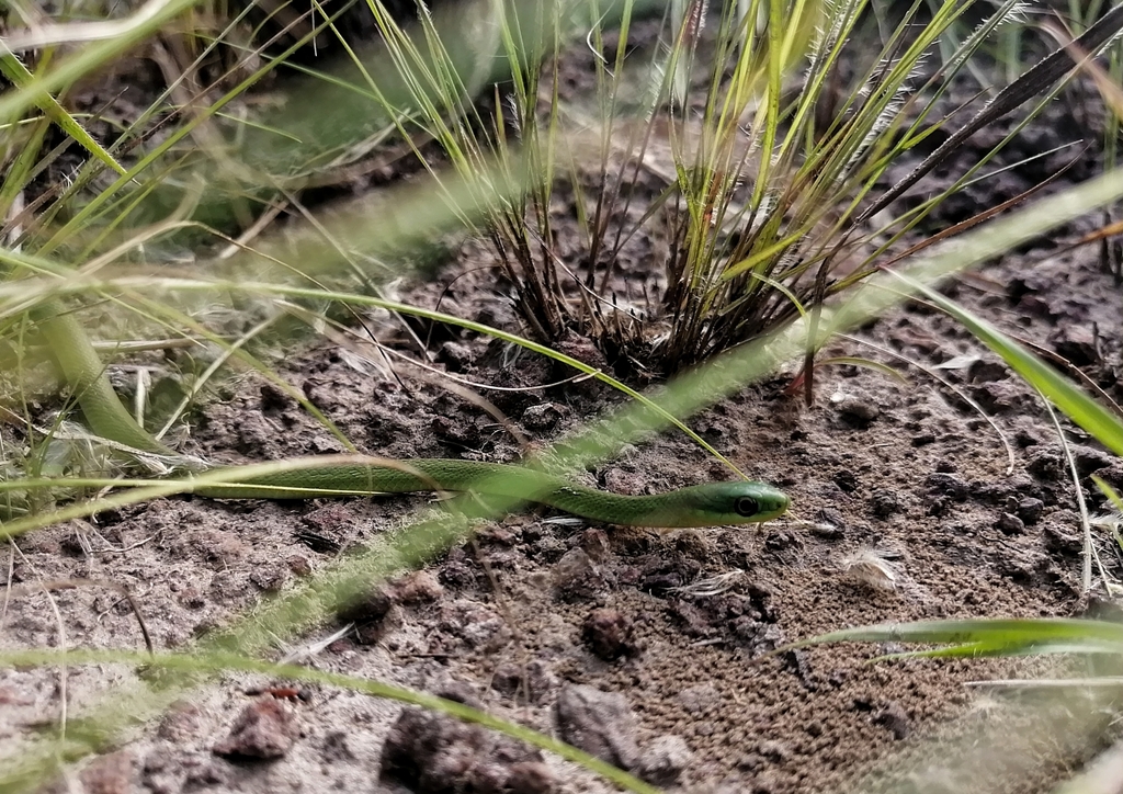 Lichtenstein's Green Racer from Puerto Gaitán, Meta, Colombia on ...