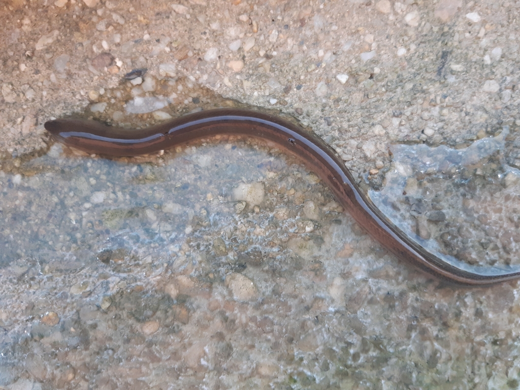 Marbled Swamp Eel from San Francique, Trinidad and Tobago on December 9 ...