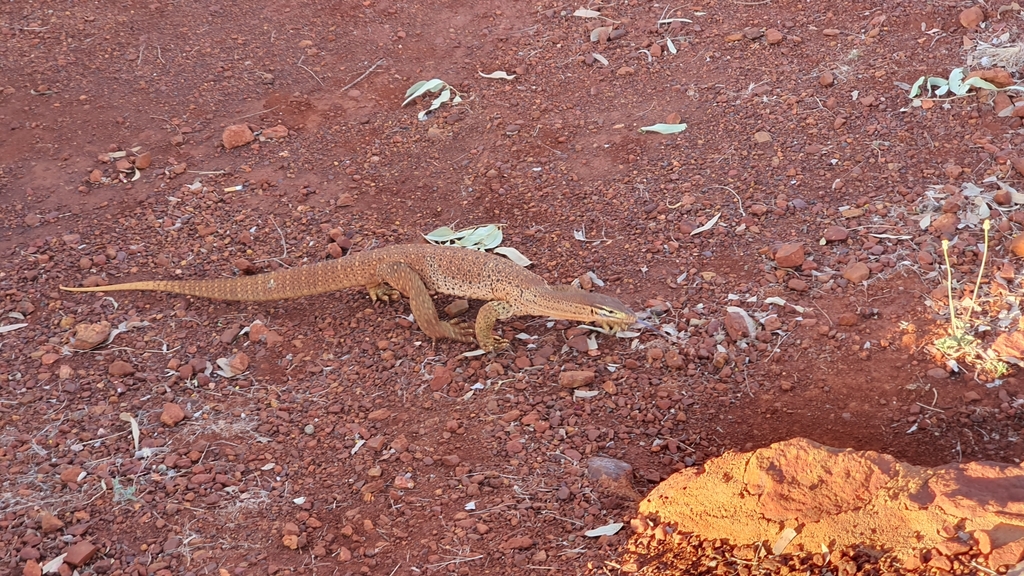 Western Argus Monitor from Ashburton, AU-WA, AU on October 7, 2021 at ...