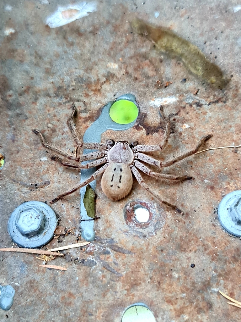 Queensland Grey Huntsman from Petrie QLD 4502, Australia on December 10 ...