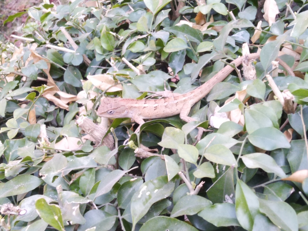 Oriental Garden Lizard from University Of Jammu on December 10, 2021 at ...