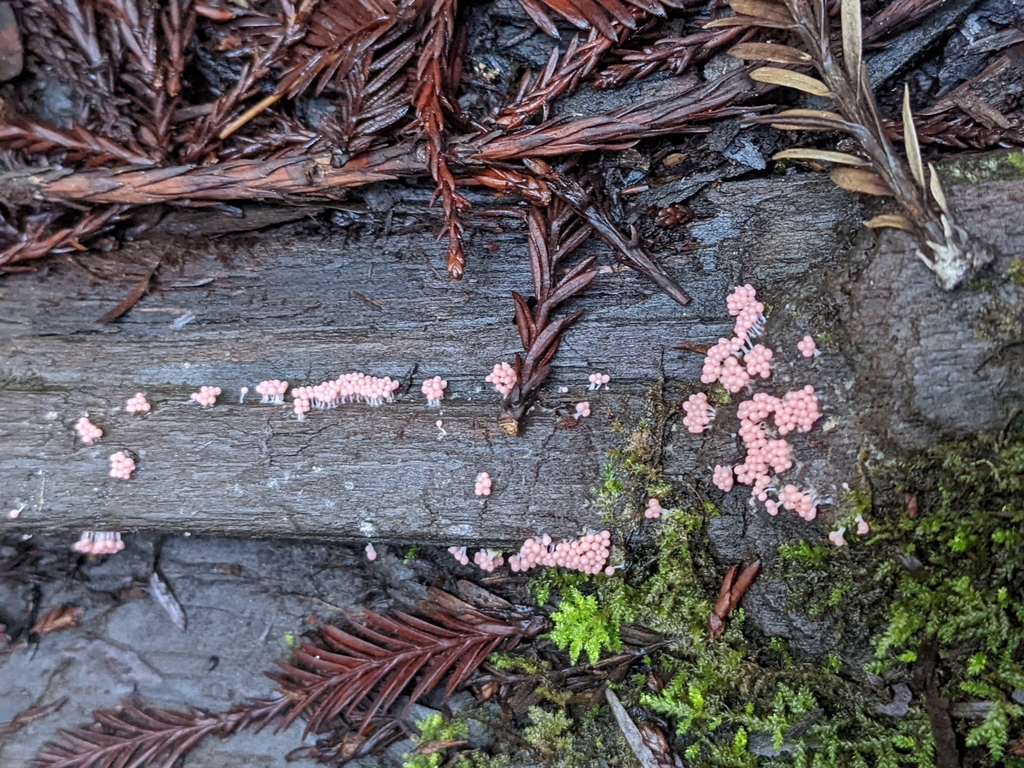 true slime molds from Ukiah, CA 95482, USA on December 09, 2021 at 11: ...