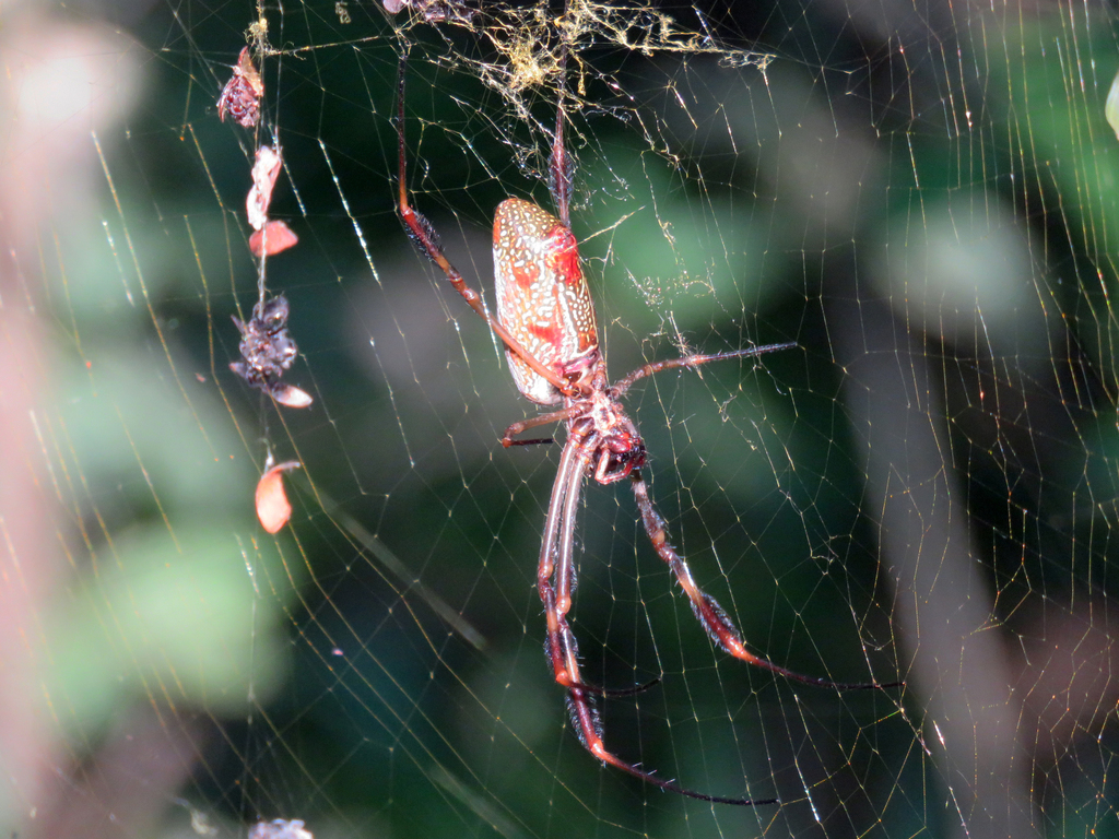 Golden Silk Spider from Cabo Corrientes, Jalisco, Mexico on December 4 ...