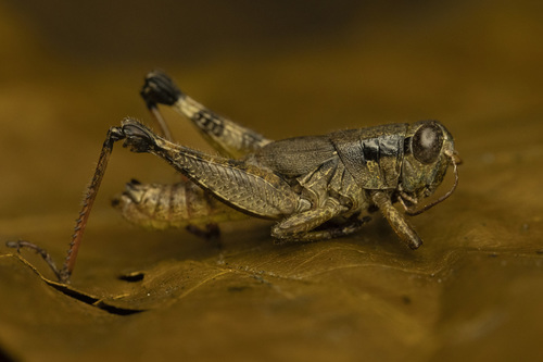 Melanoplus coreyi · iNaturalist