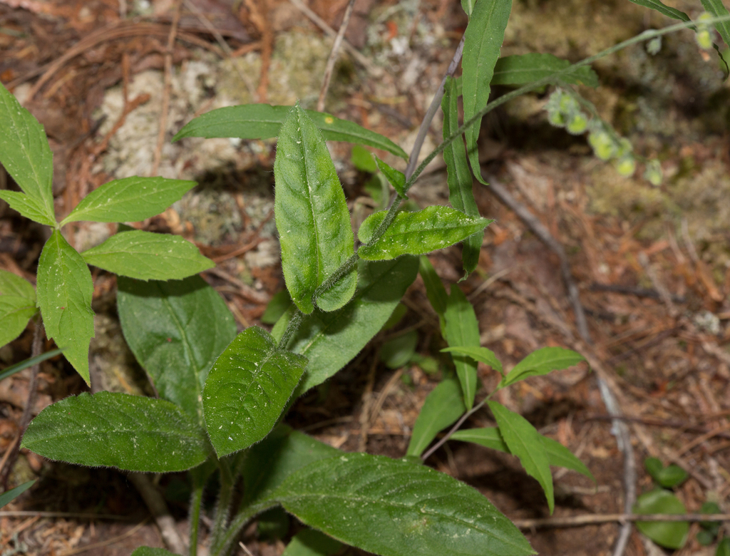Northern Wild Comfrey from St Lawrence County, NY, USA on June 11, 2021 ...