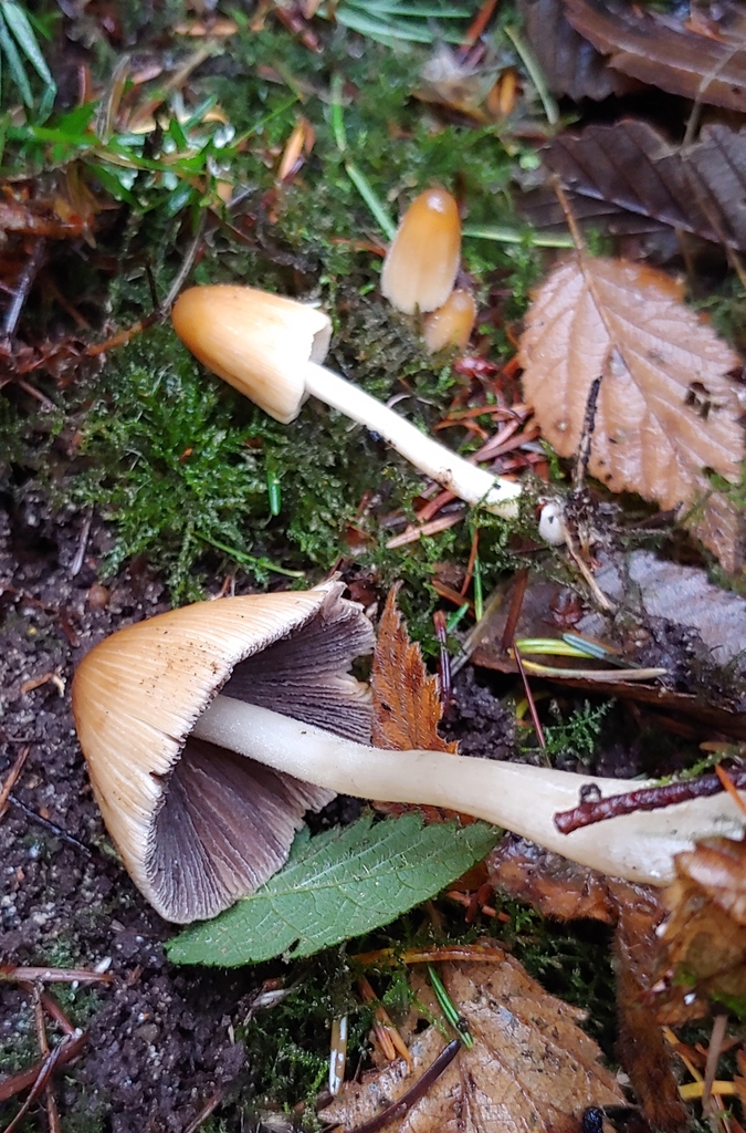 mica cap in December 2021 by Kate Calderwood. Lots of these in a mixed ...