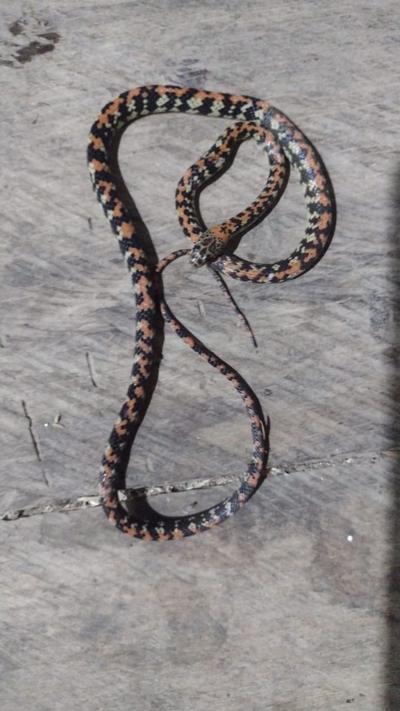 Panama Spotted Night Snake from Guapí, Cauca, CO on December 10, 2021 ...