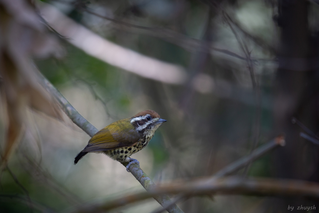 Speckled Piculet from Wushan, Guangzhou, Guangdong, CN on December 7 ...