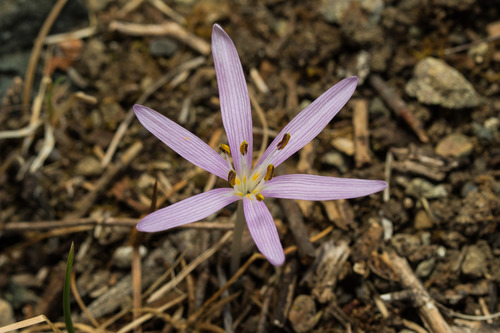 Small Autumn Crocus (Colchicum pusillum) · iNaturalist