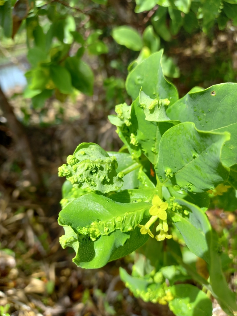 Wikstroemia elliptica from Ngchesar, Palau on December 11, 2021 at 02: ...