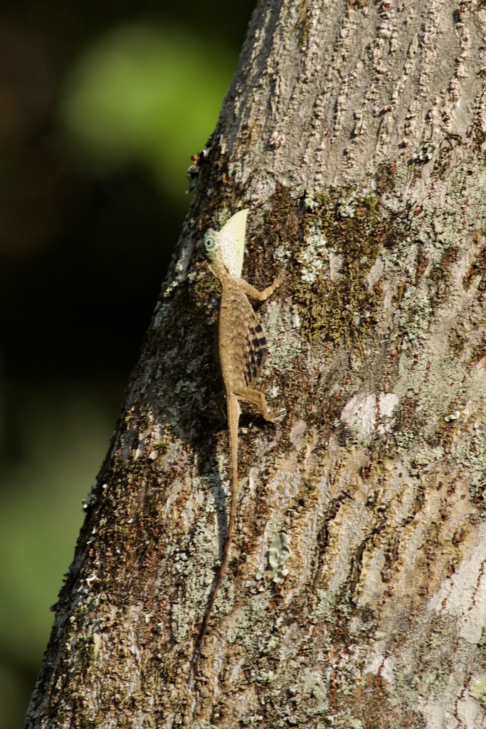 Sumatran Flying Dragon from Aceh, Indonesia on July 25, 2011 at 06:04 ...