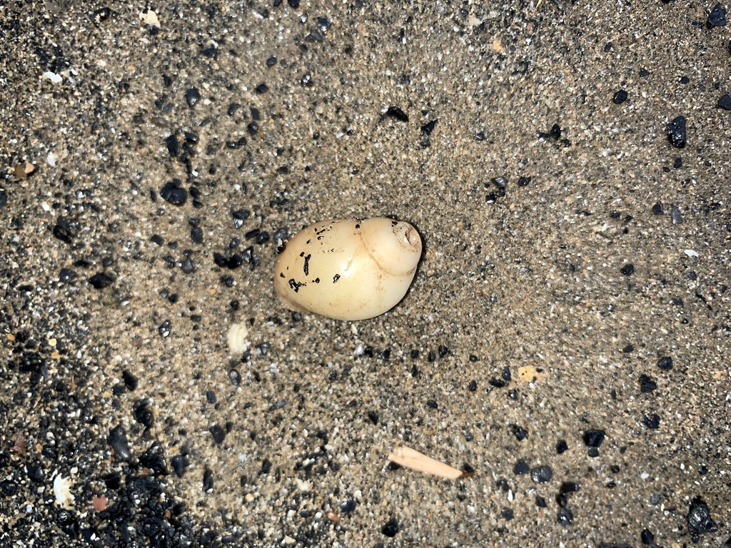 Atlantic Dogwhelk from Tees Bay, Hartlepool, England, GB on December 11 ...