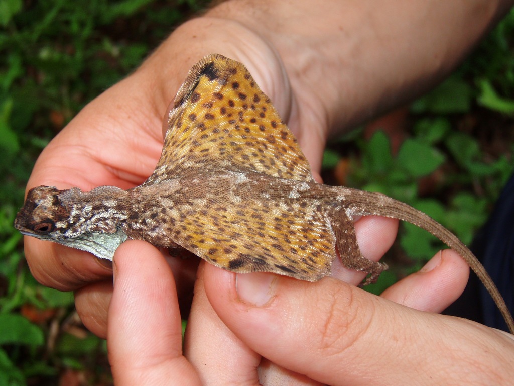 Philippine Flying Lizard