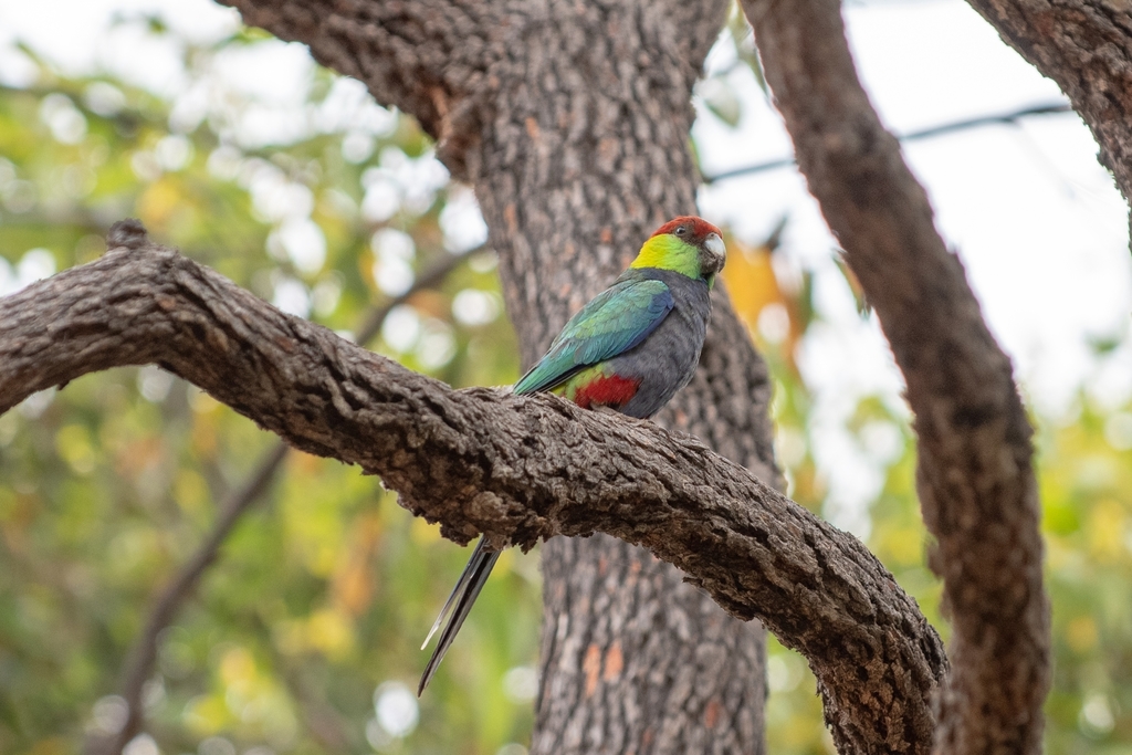 Red-capped Parrot from Congelin campground on December 11, 2021 at 09: ...
