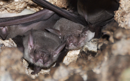 Murciélago-pescador mayor (Noctilio leporinus)