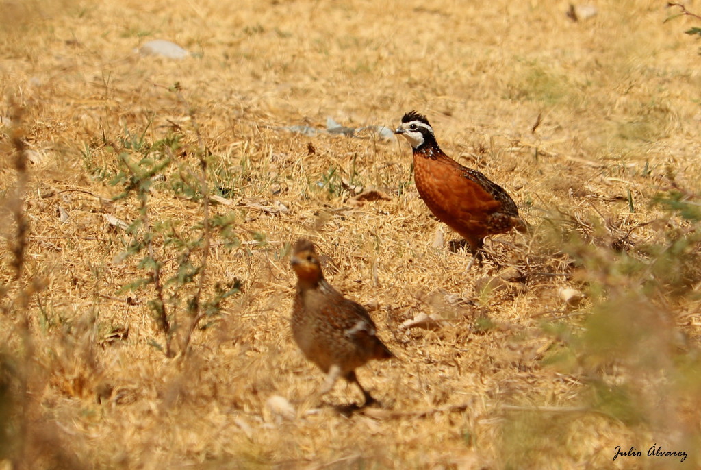 Northern Bobwhite from Teuchitlán, Jal., México on April 27, 2018 at 10 ...