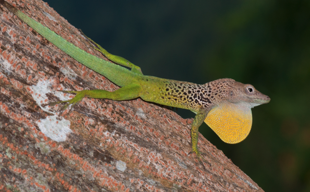 Anolis marmoratus alliaceus in April 2018 by Karl Questel · iNaturalist