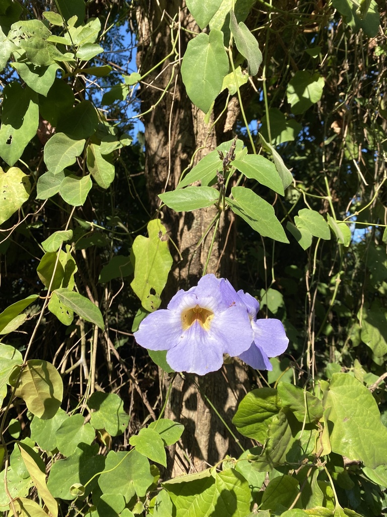 Blue trumpet vine from ARD. NK. 3135, Tha Bo, Nong Khai, TH on December ...