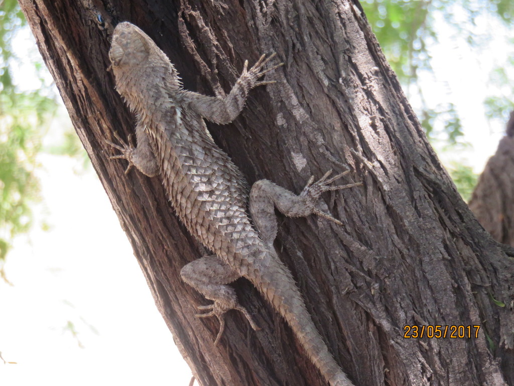 Clark's Spiny Lizard from Huatabampo, Son., México on May 23, 2017 at ...