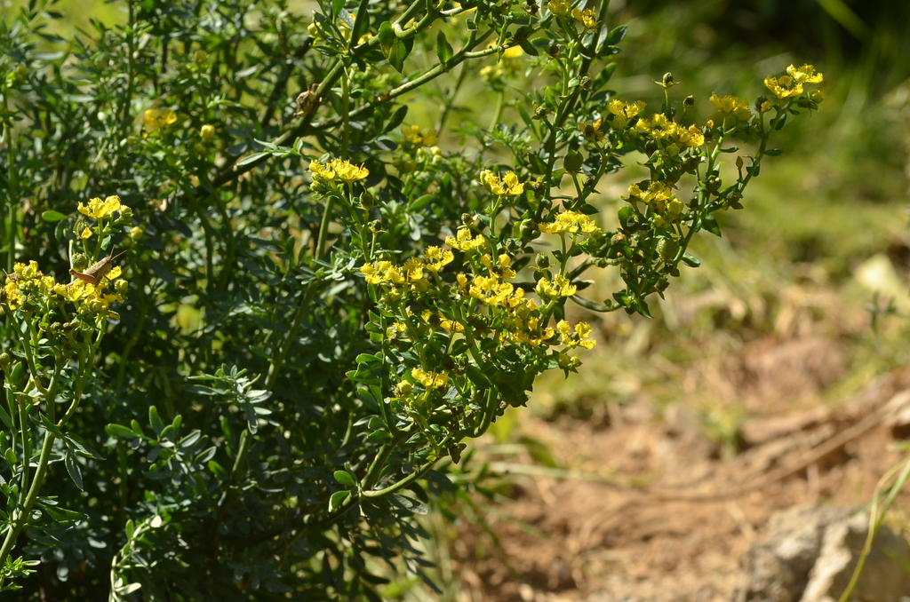 Fringed Rue from Tlalpujahua de Rayón, Mich., México on November 8 ...