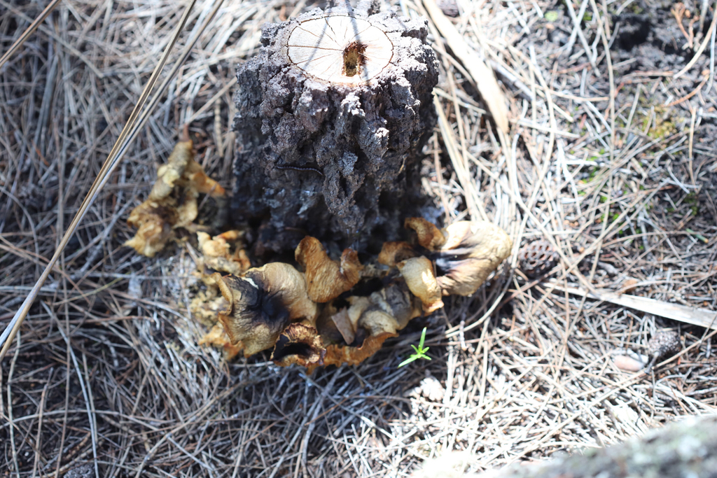ghost fungus from Orford on October 26, 2020 at 01:27 PM by Christina ...