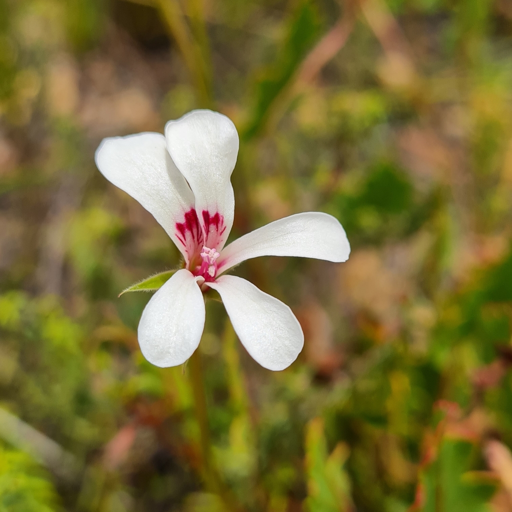 bristle-leaf pelargonium from Overberg, ZA-WC, ZA on December 12, 2021 ...