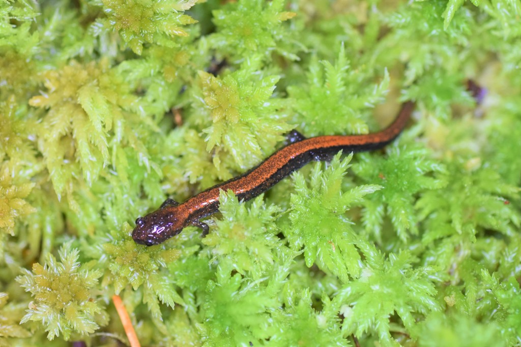 Eastern Red-backed Salamander in December 2021 by Cade. North of the ...