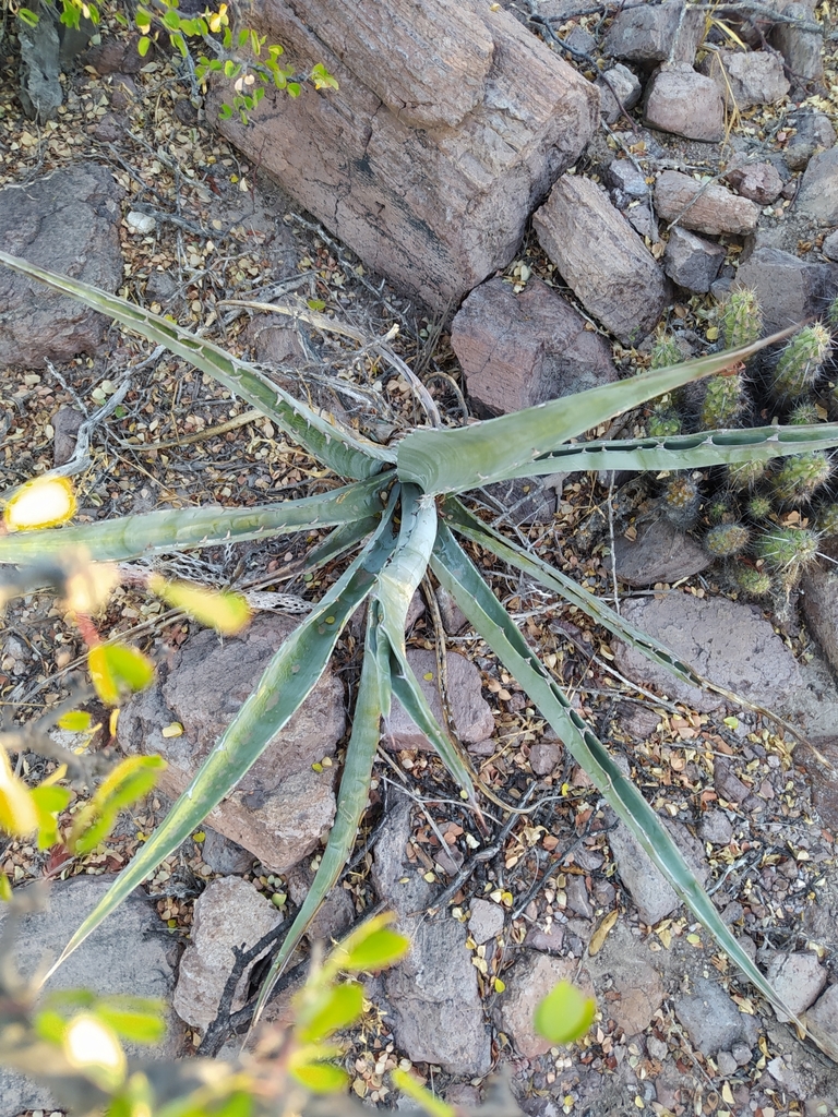 Baja California Sur Century Agave from La Paz, B.C.S., México on ...