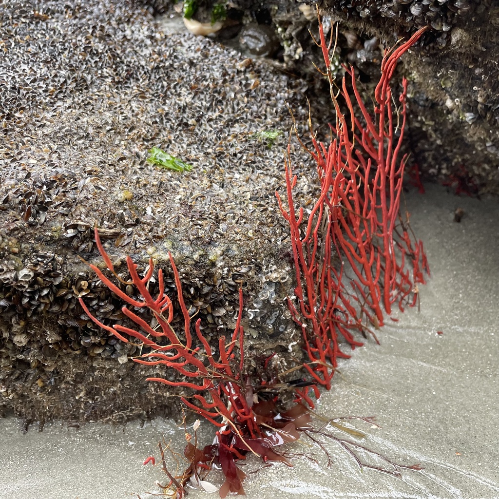 Regal Sea Fan from North Atlantic Ocean, SC, US on December 12, 2021 at ...