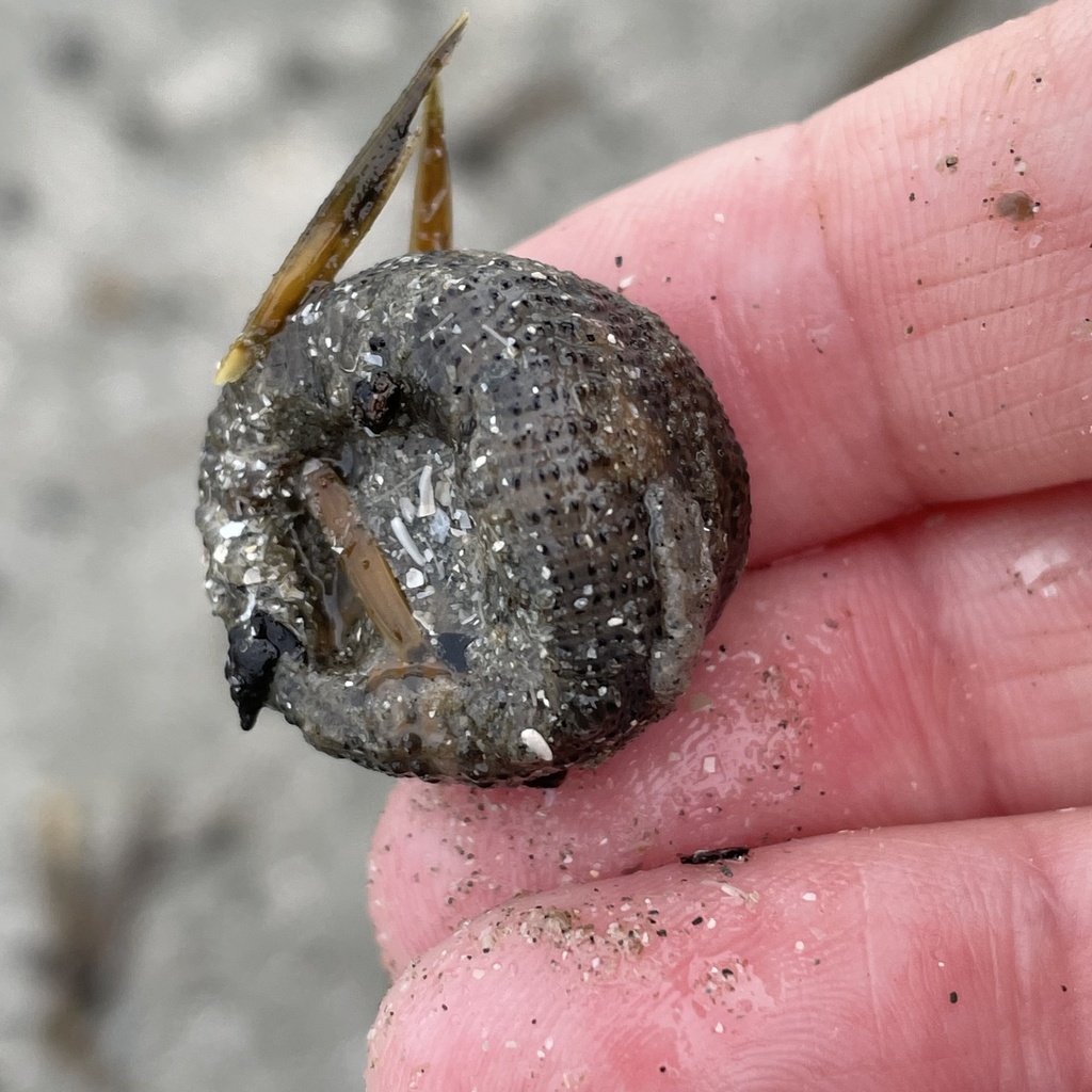 Warty Sea Anemone from North Atlantic Ocean, SC, US on December 12 ...