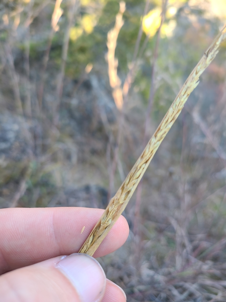Tall Dropseed from Readstown, WI 54652, USA on October 30, 2021 at 04: ...