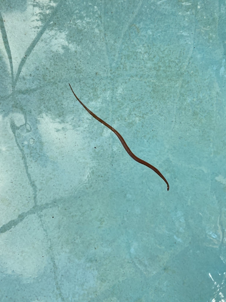 Florida Brownsnake from Orlando on December 12, 2021 at 01:37 PM by ...